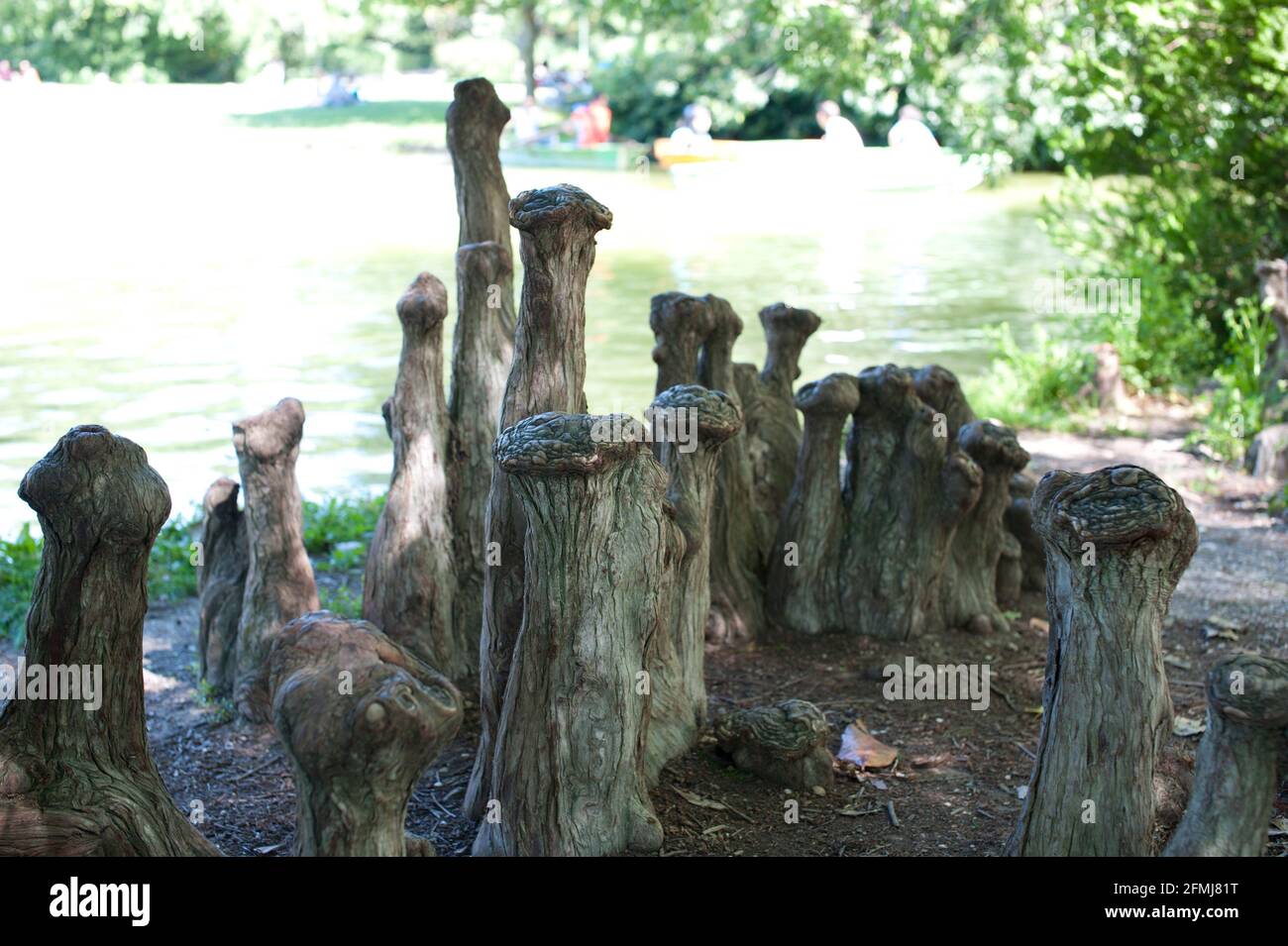 Protruding tree roots Stock Photo - Alamy