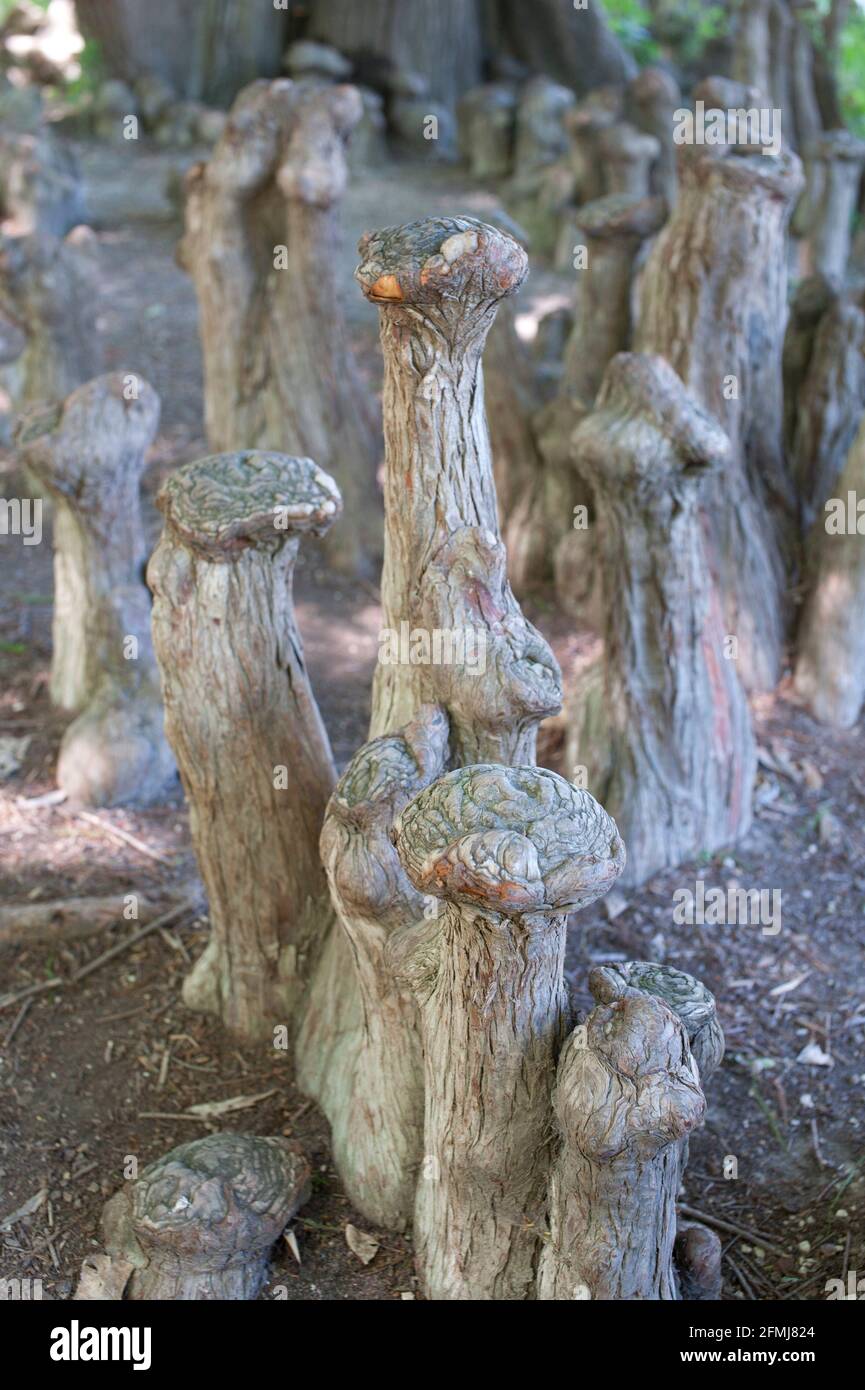 Shape of roots hi-res stock photography and images - Alamy