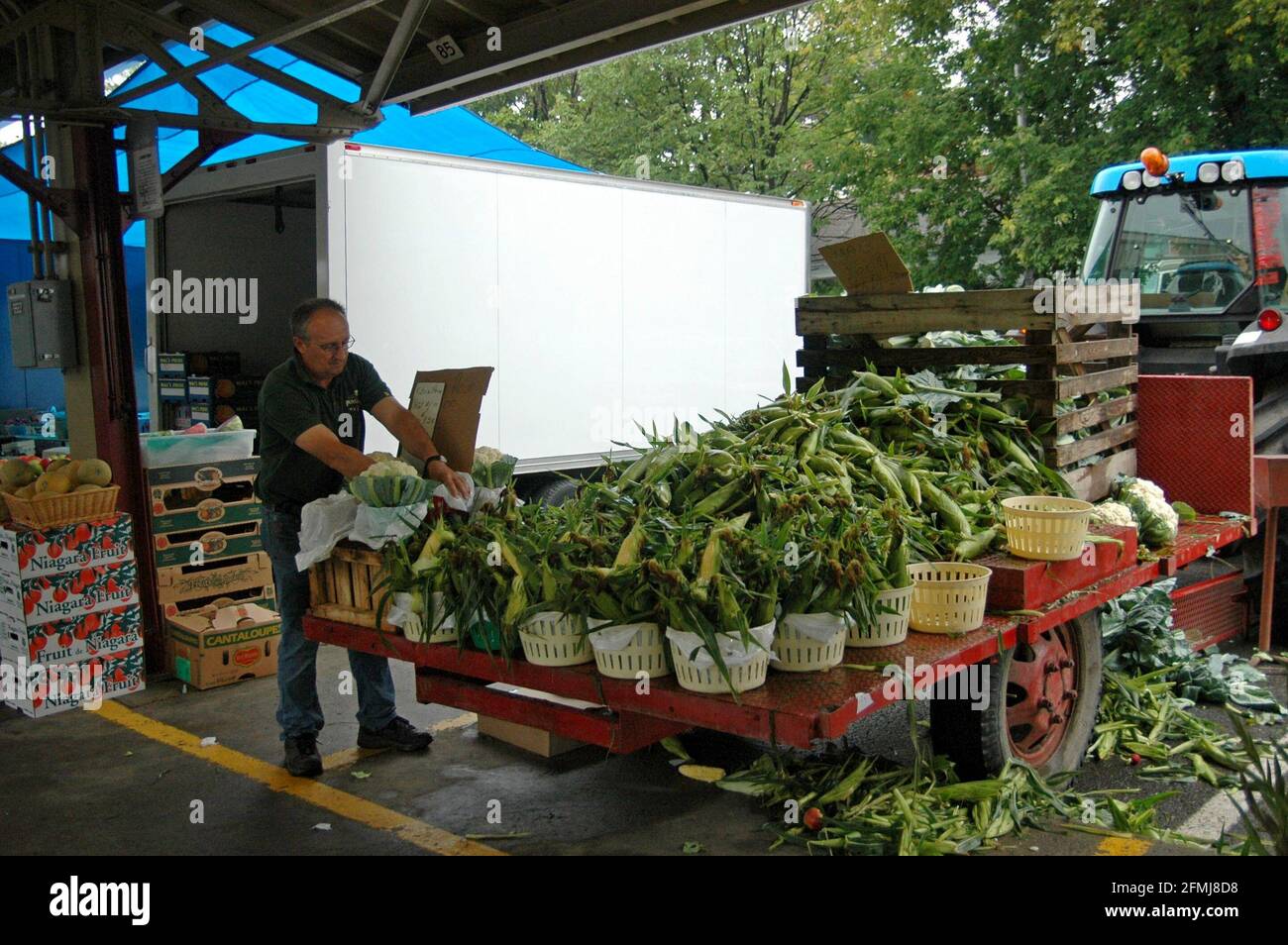 A farmer sells corn on the cob direct from his trailer stall at the ...