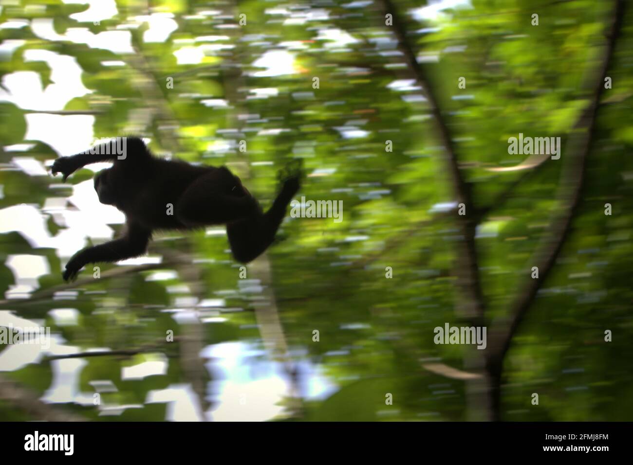 Crested macaque leaping during foraging. The endemic monkey of Sulawesi ...