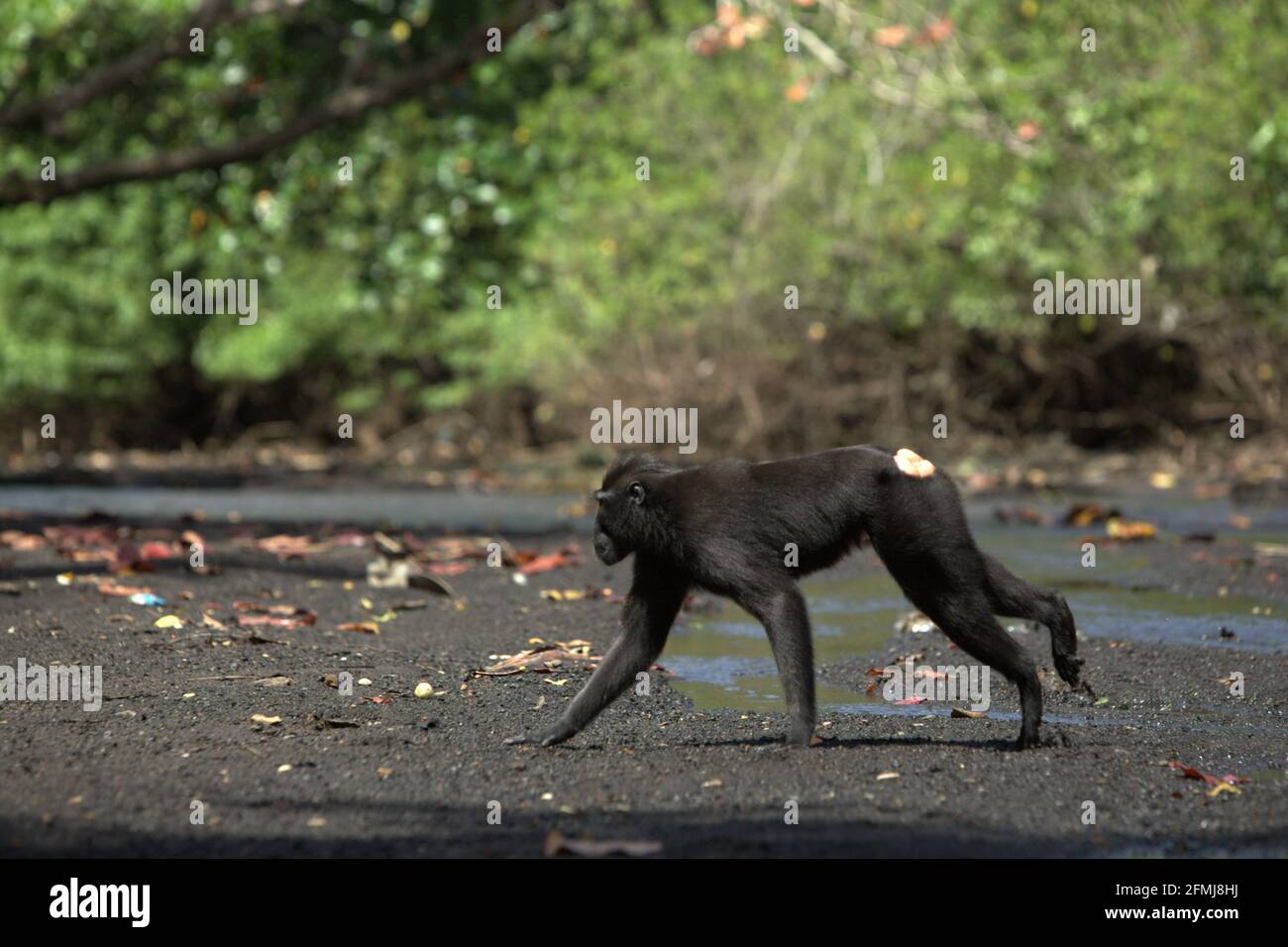 Crested macaque roaming on a stream close to the beach in Tangkoko ...