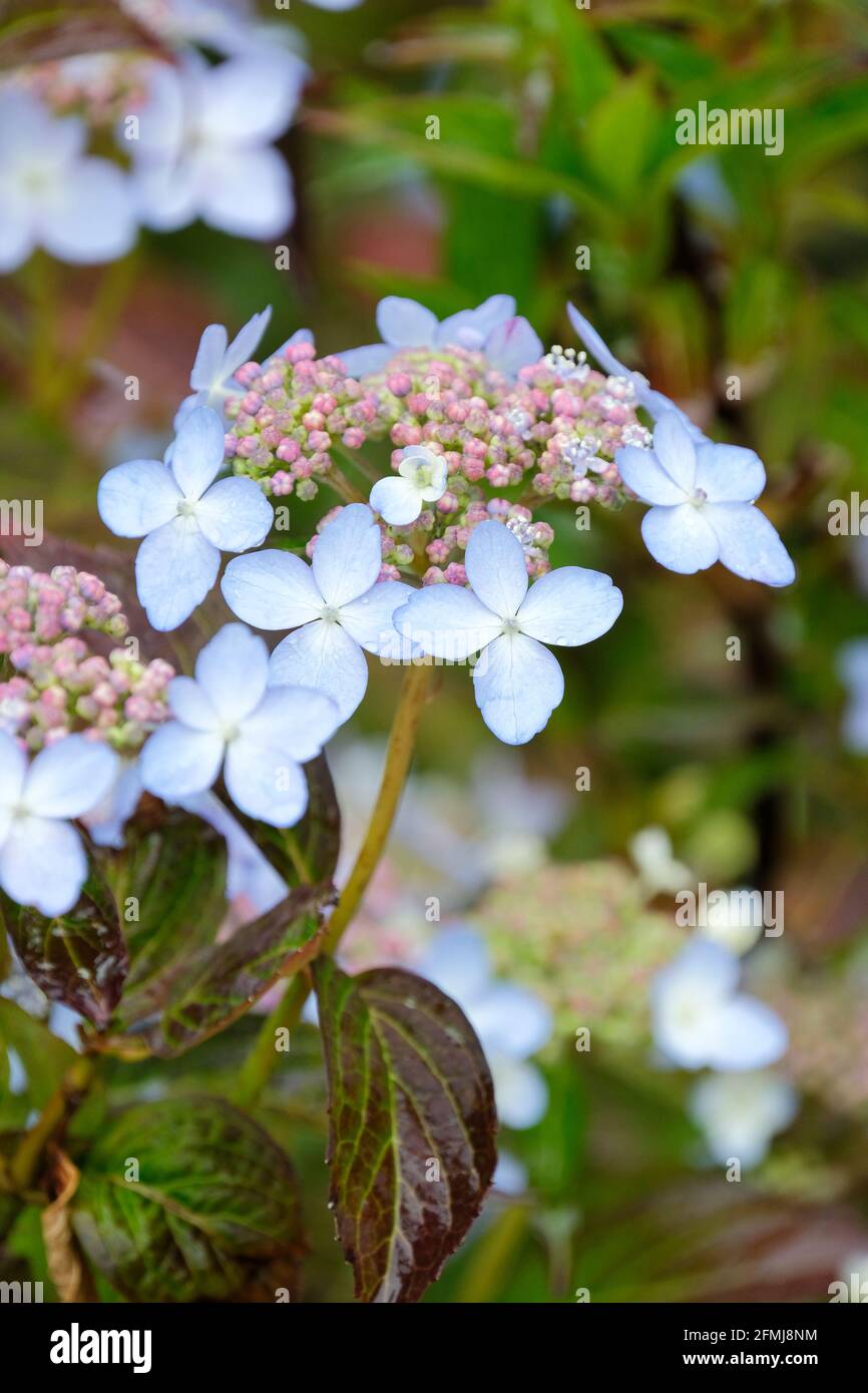 Hydrangea 'Serrata Tiara'. Hydrangea 'Tiara'. Blue lacecap. Blue ...