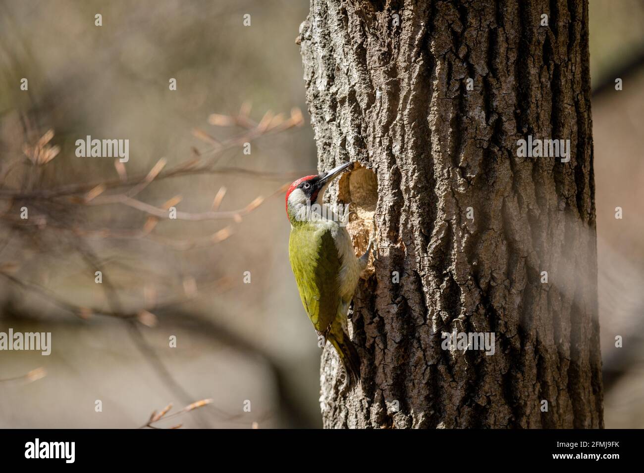 Green woodpecker Picus viridis male bird by the nesting cavity Stock ...
