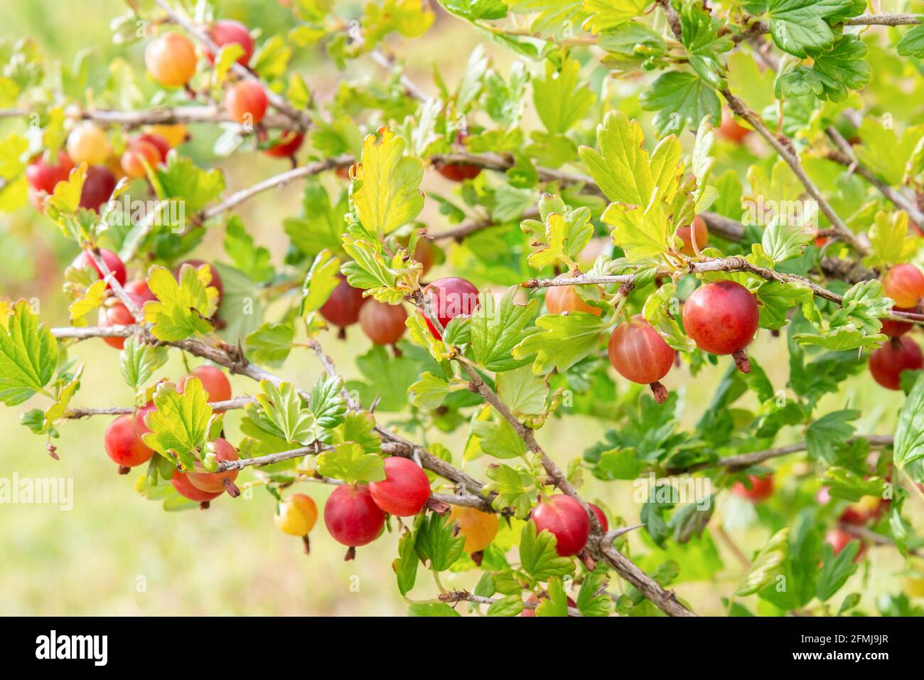 Branches of red gooseberry. Gooseberry branch with ripe organic berries ...
