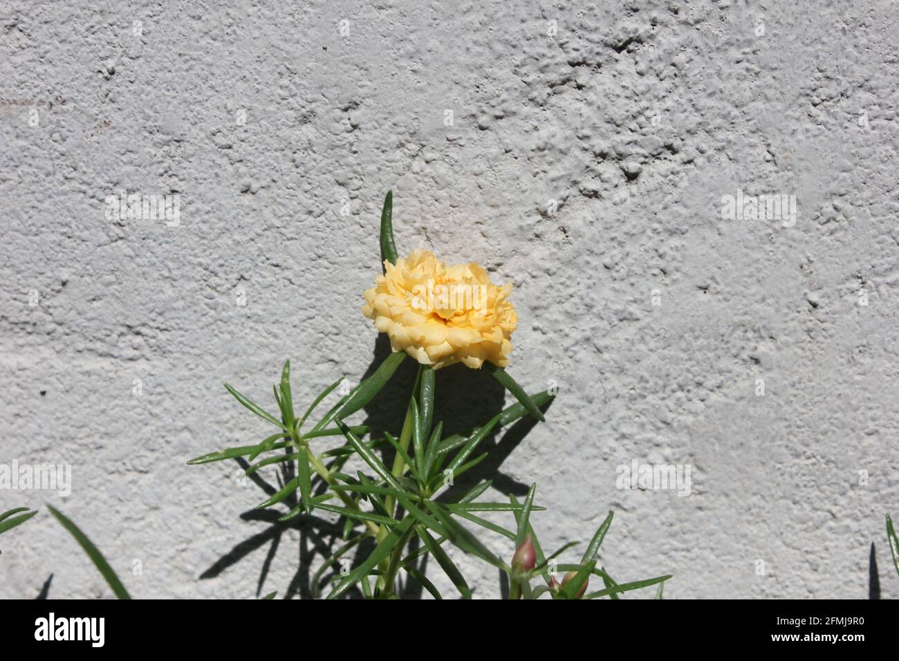 Baby Rose flower Stock Photo - Alamy