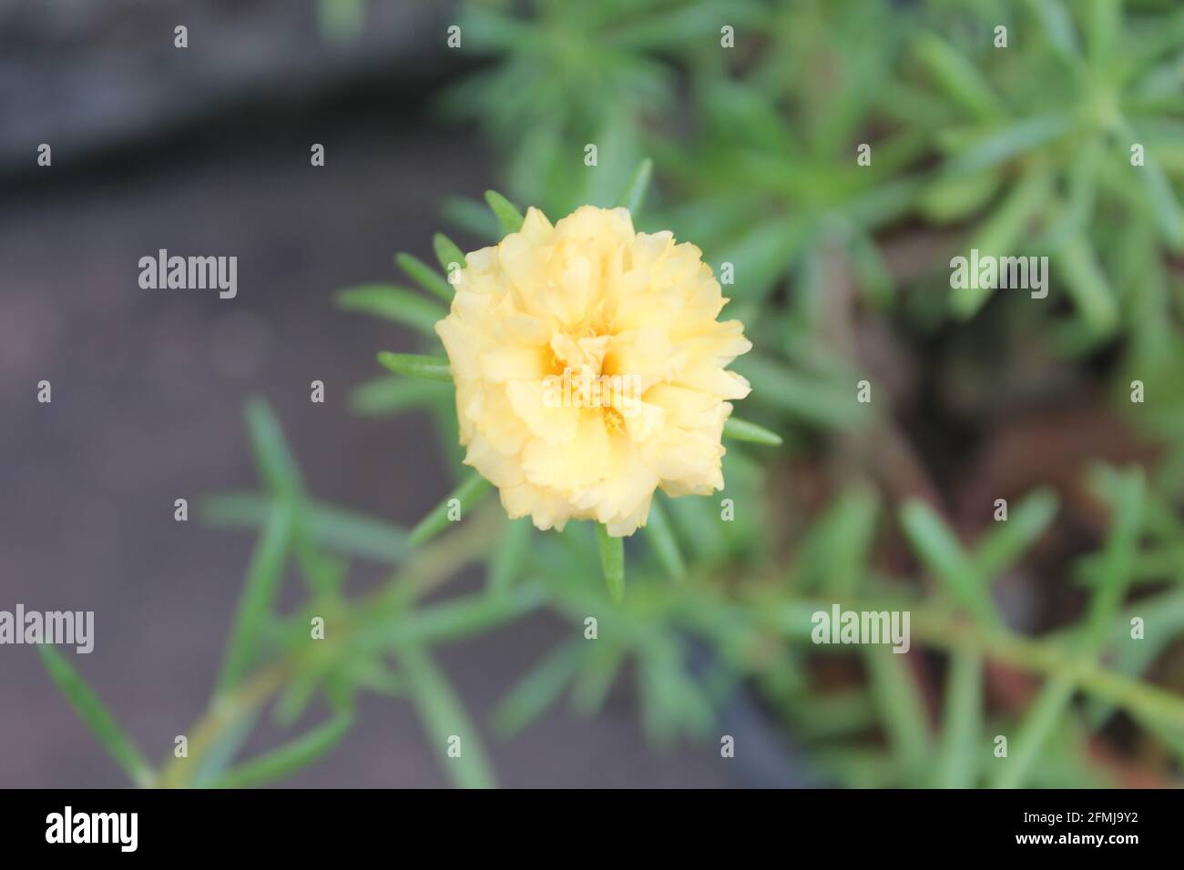 Baby Rose flower Stock Photo - Alamy