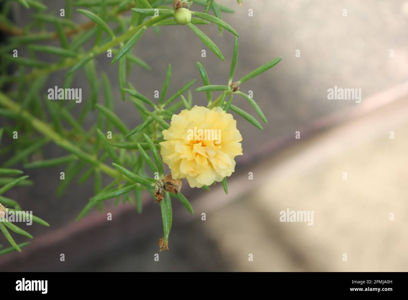 Baby Rose flower Stock Photo - Alamy