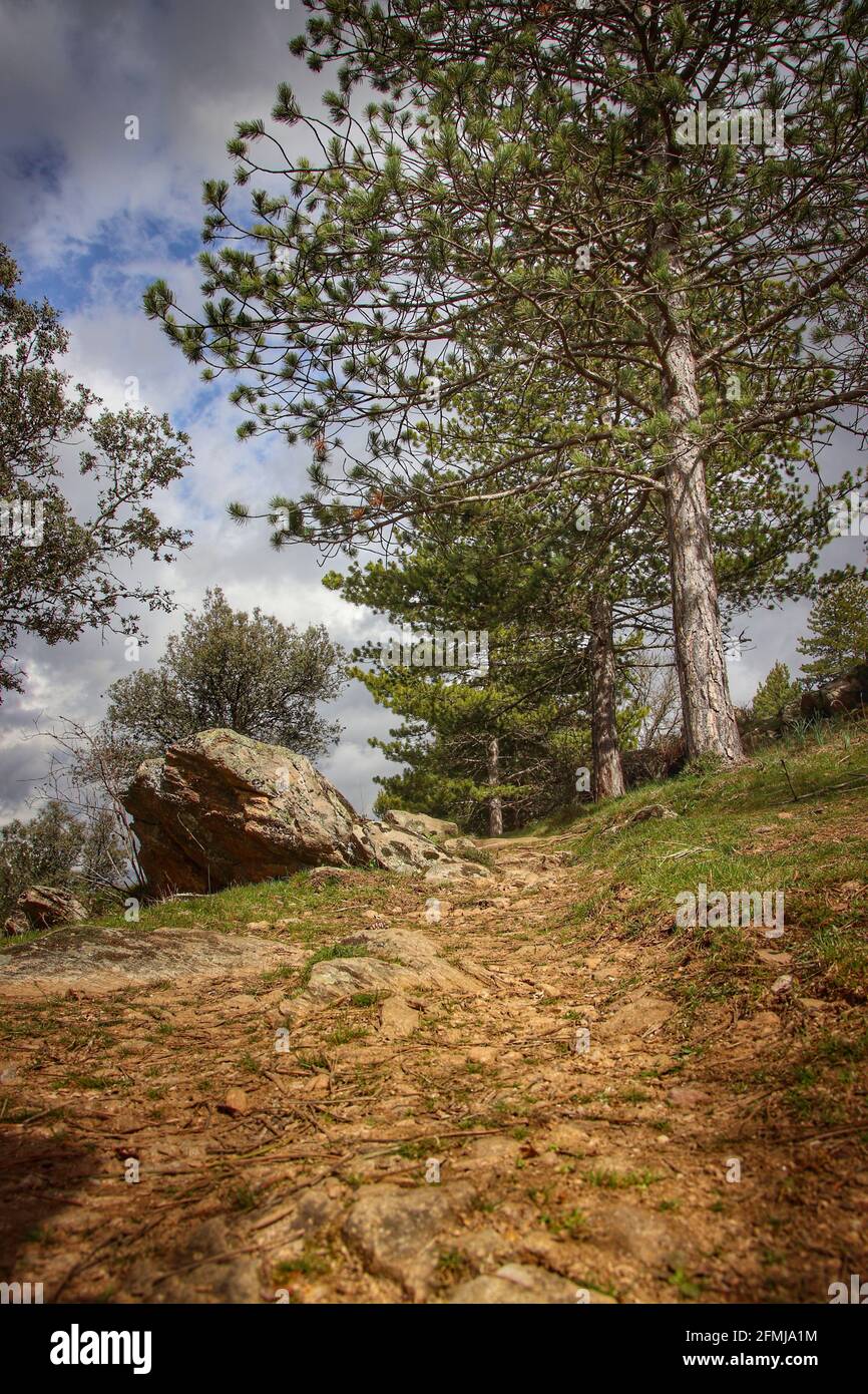 Vertical low angle shot of a narrow path through a field under a cloudy ...