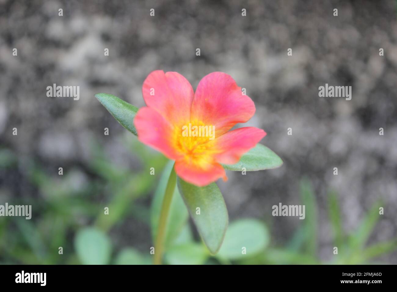 Baby Rose flower Stock Photo - Alamy