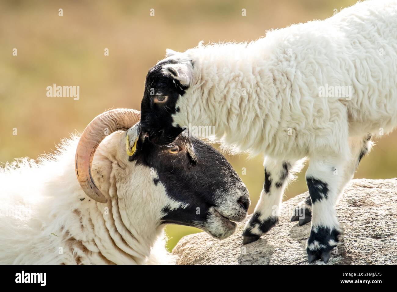 Mayo Blackface Sheep High Resolution Stock Photography and Images - Alamy