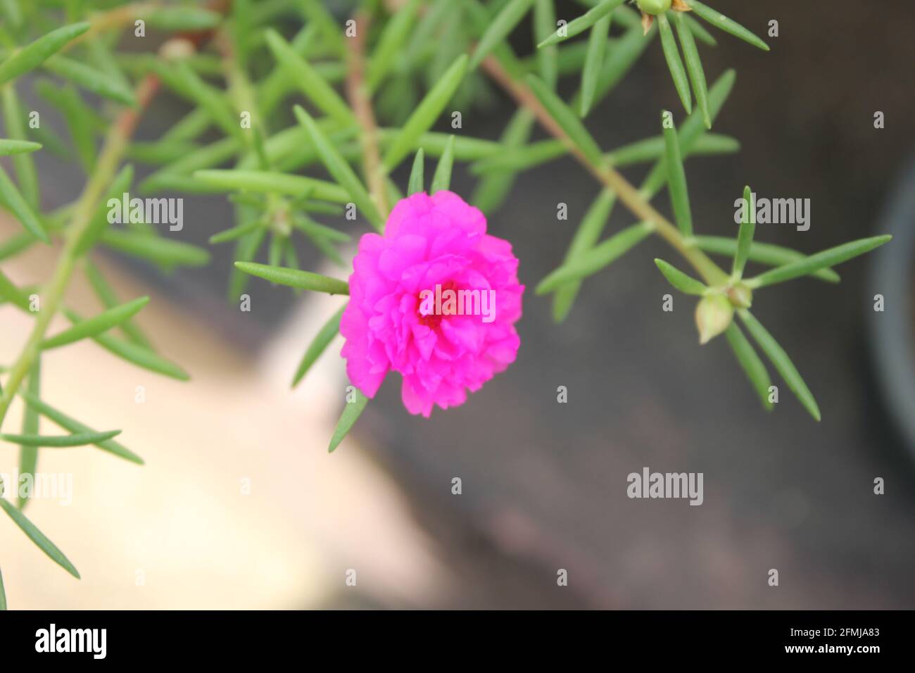 Baby Rose flower Stock Photo - Alamy