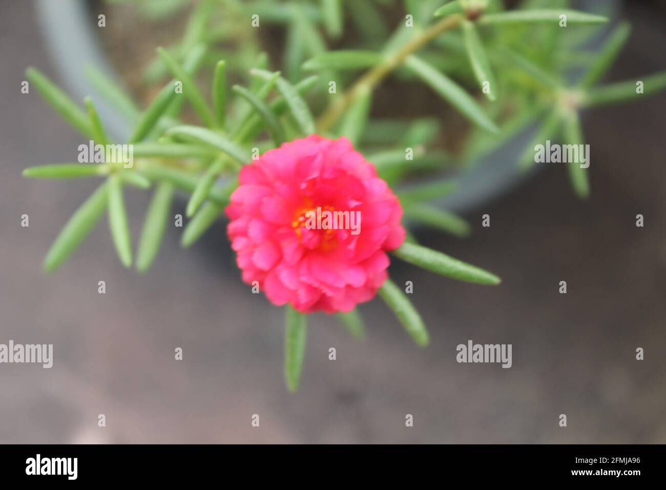 Baby Rose flower Stock Photo - Alamy