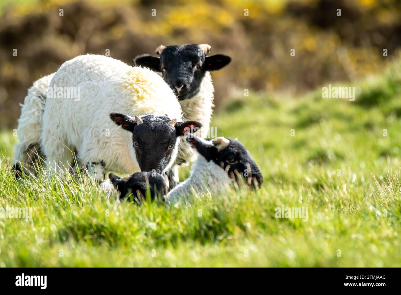 Cute blackface sheep lambs in a field in County Donegal - Ireland Stock ...