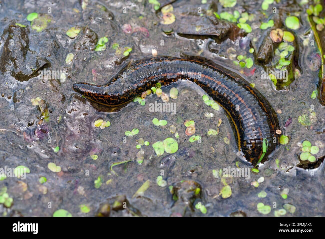 Black Leech Hirudo Medicinalis Bloodsucker Parasite at Swamp Macro ...