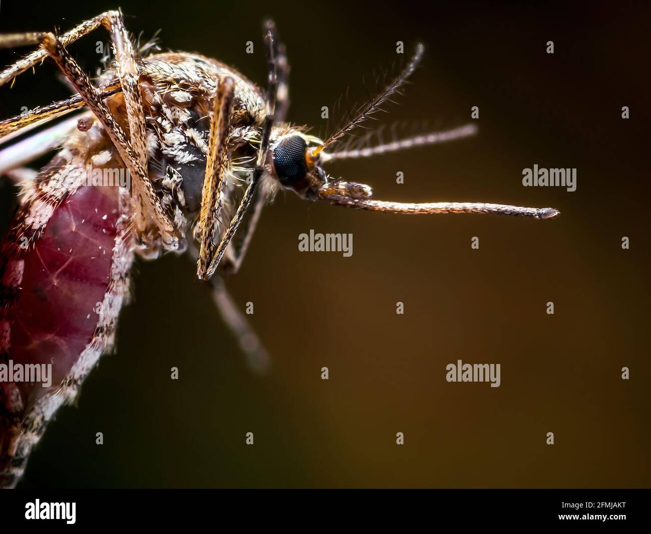 Encephalitis, Yellow Fever, Malaria Disease or Zika Virus Infected ...