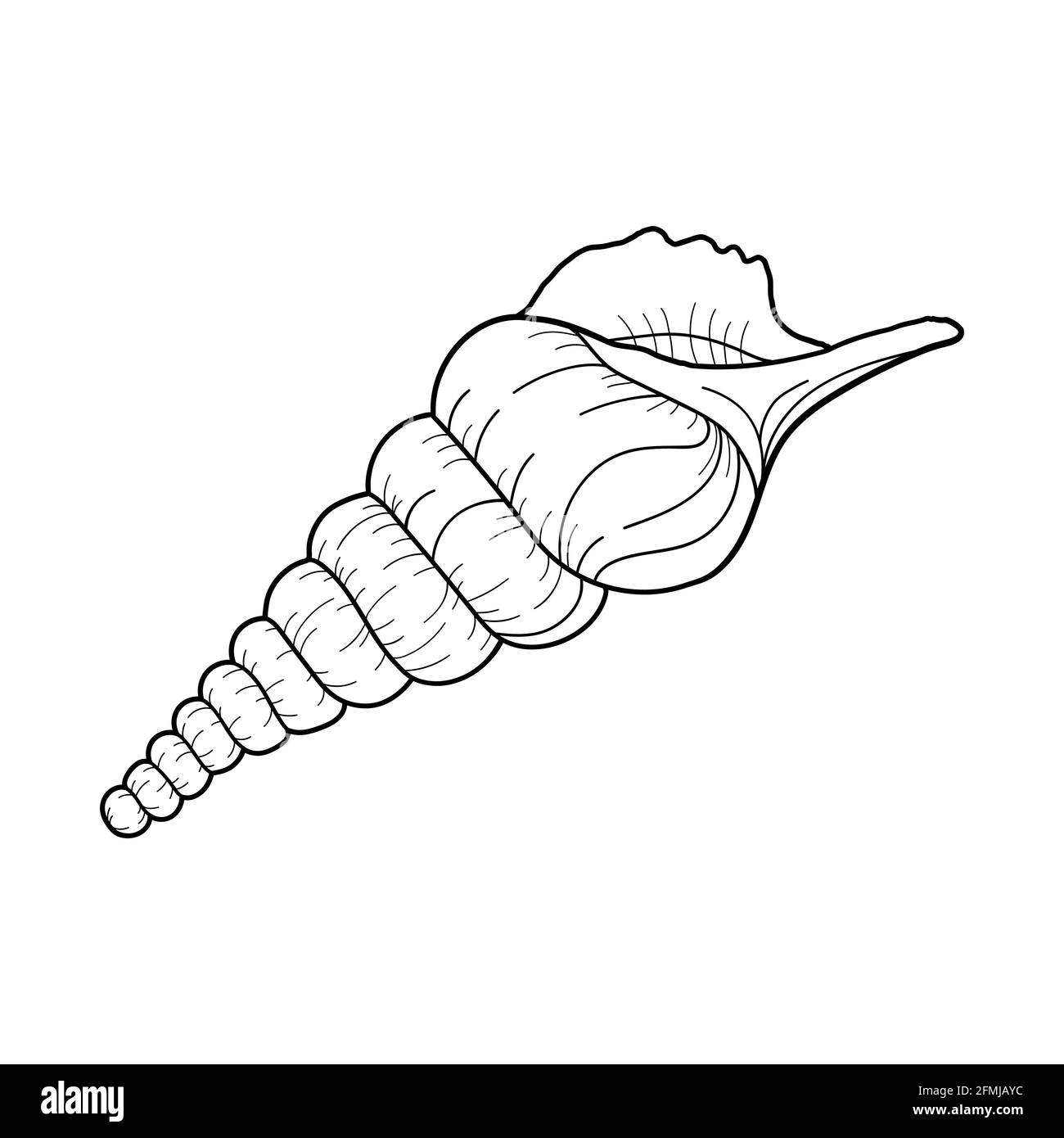 Hand-drawn tibia shell of engraved line. Design element for invitations ...