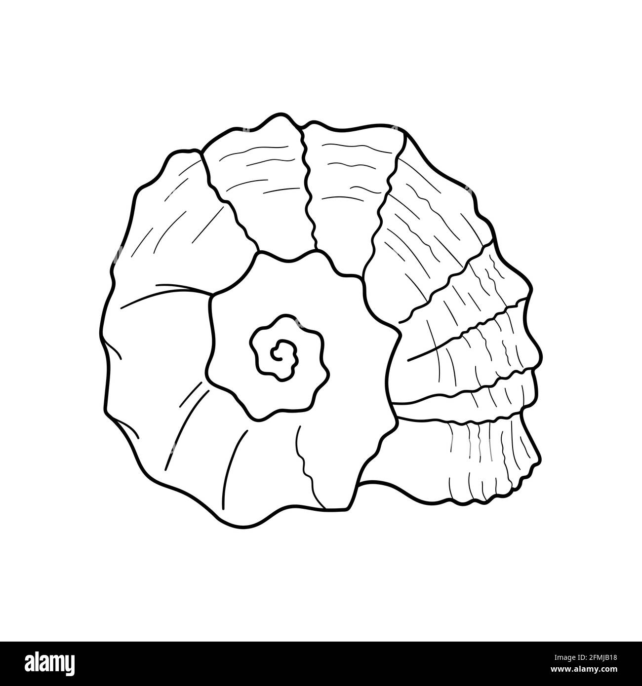 Hand-drawn turbo shell of engraved line. Design element for invitations ...