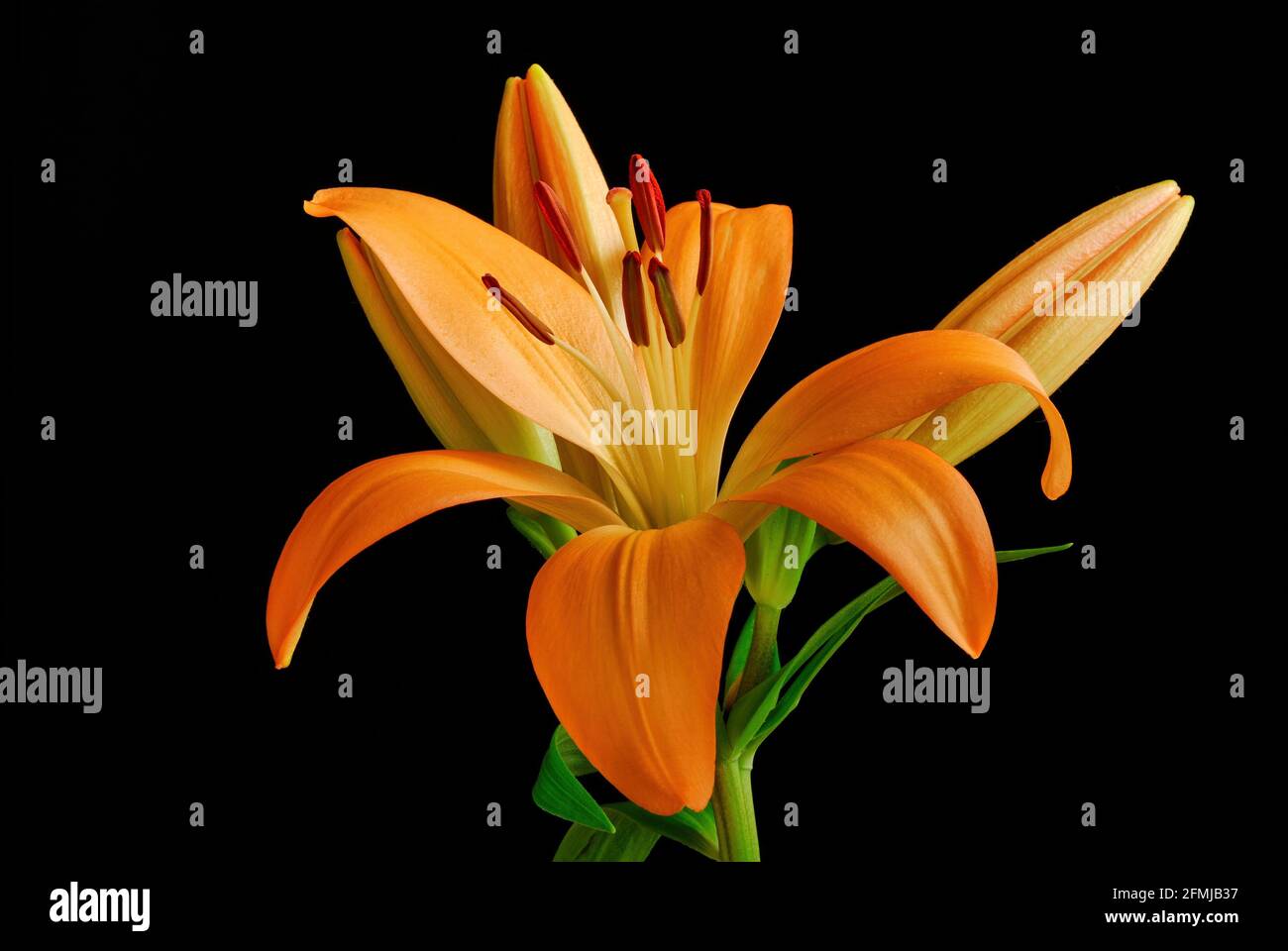 Lily buds hi-res stock photography and images - Alamy