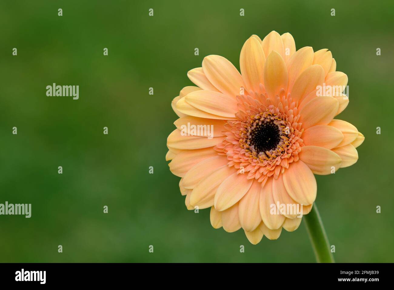 Blooming gerbera flower, close Up. Blurred green natural background ...