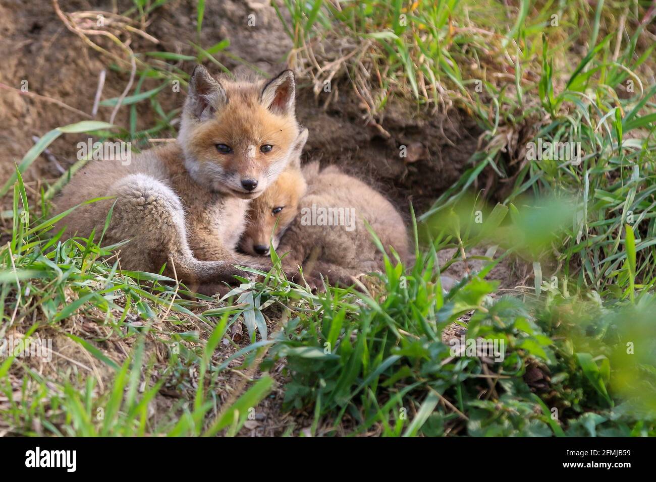 young fox (vulpes vulpes) of a few weeks old discovering the world and ...
