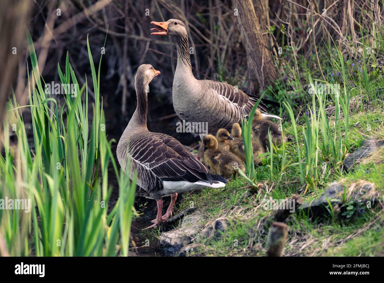 Goose parents take care of their goose chicks Stock Photo - Alamy