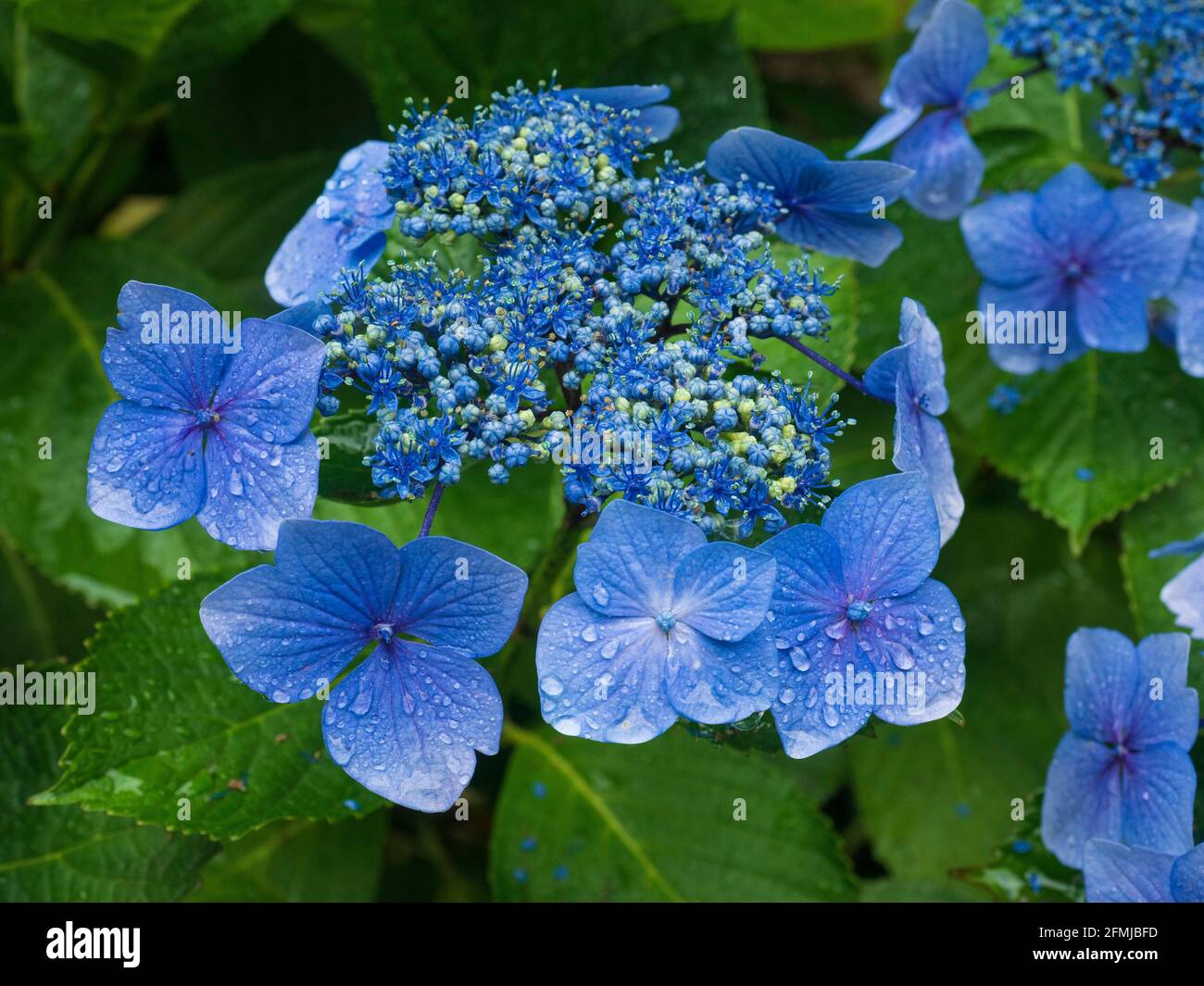 hydrangea macrophylla cultivar Stock Photo - Alamy