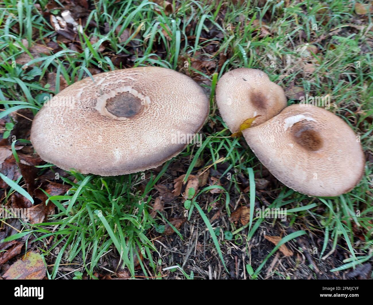 Devil snuff box hi-res stock photography and images - Alamy