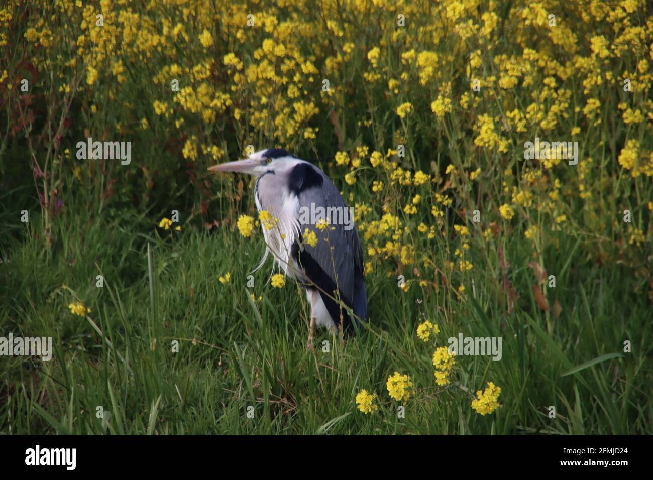 Heron along a field with rapeseed flowers in the Zuidplaspolder Stock ...