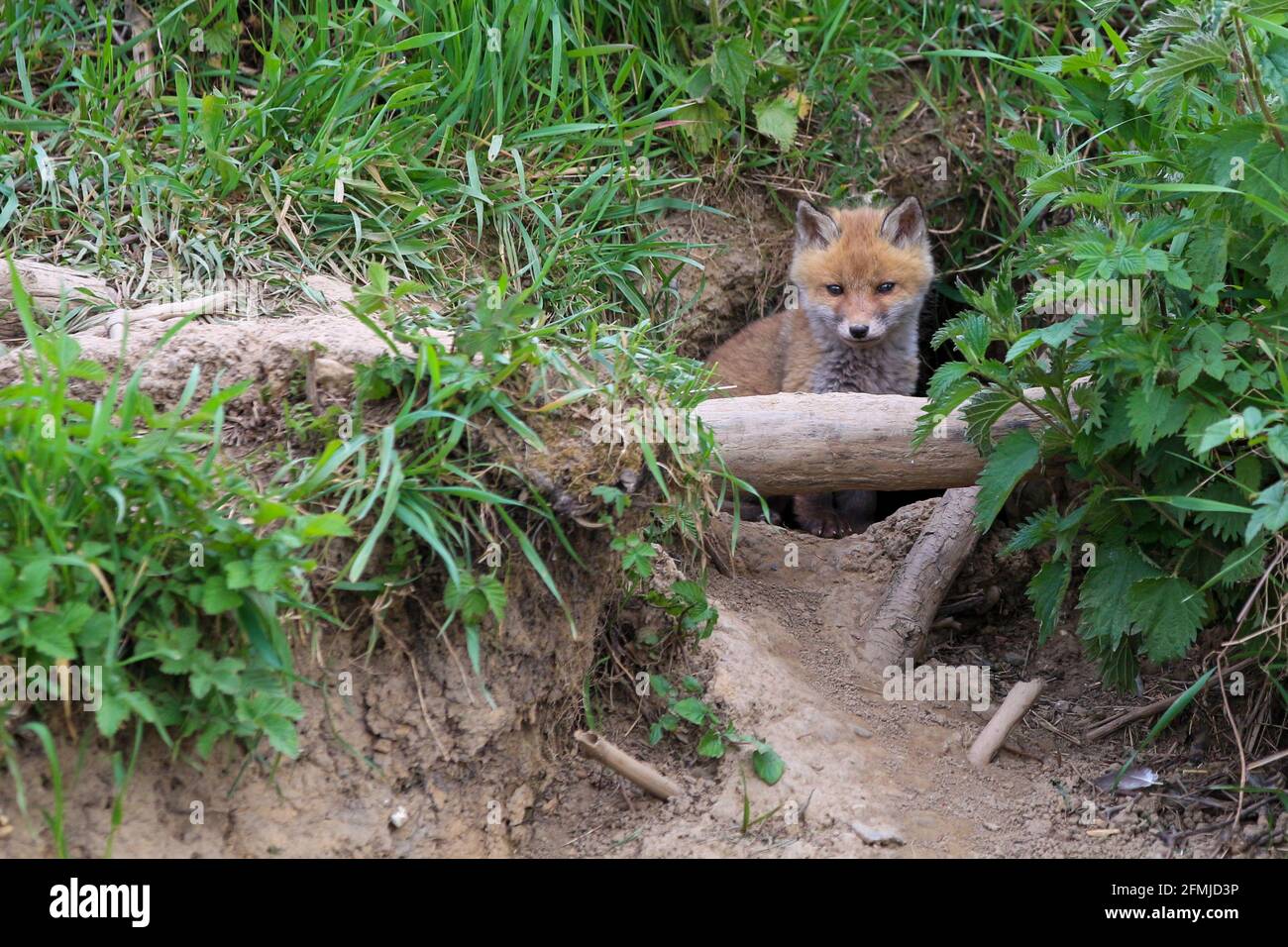 young fox (vulpes vulpes) of a few weeks old discovering the world and ...
