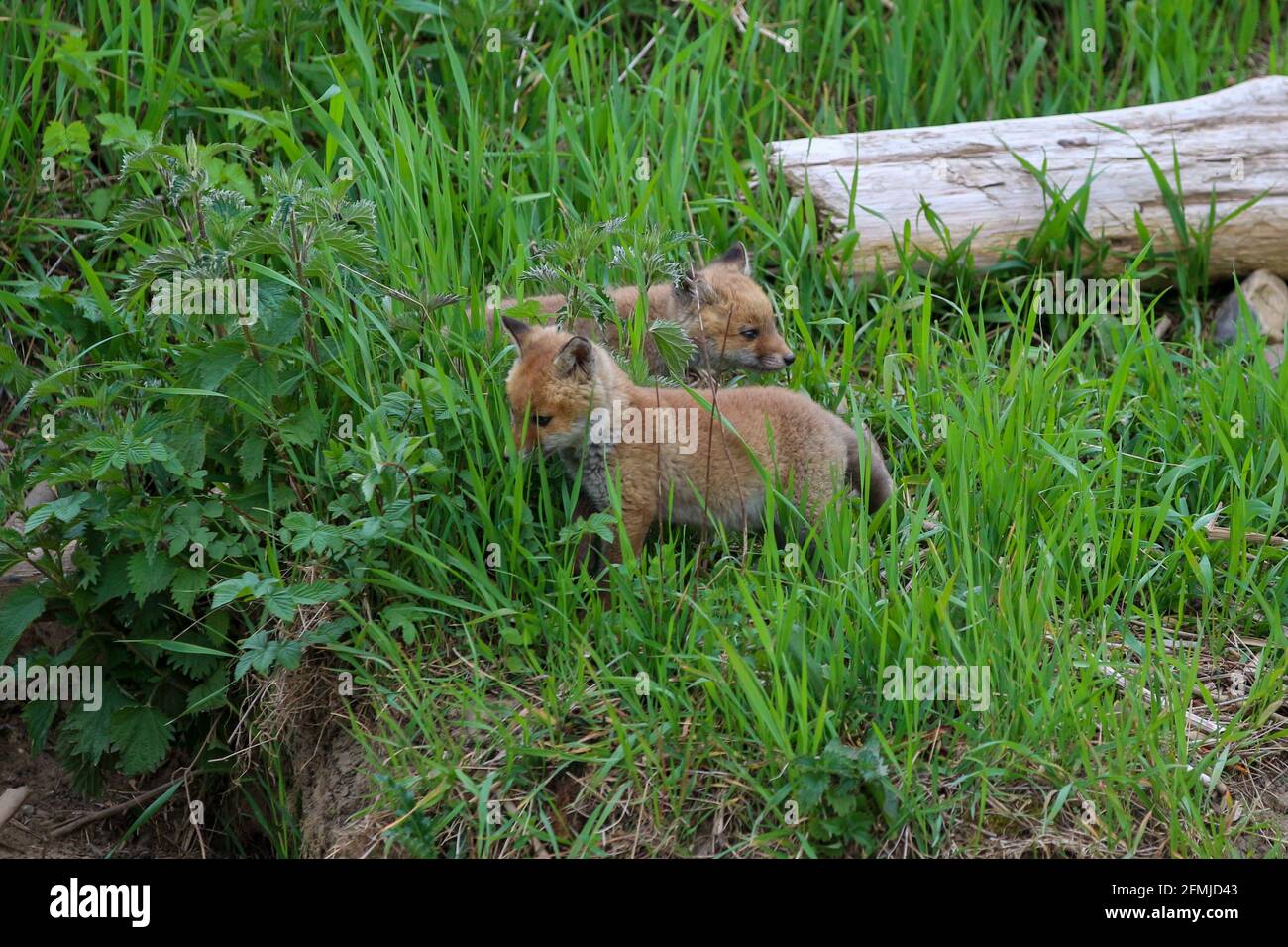 young fox (vulpes vulpes) of a few weeks old discovering the world and ...