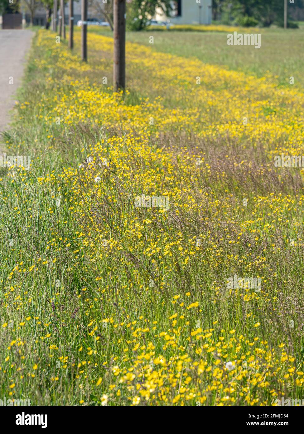 Meadow with Yellow Flowers in Spring and Poles in a Row, Nature Theme ...