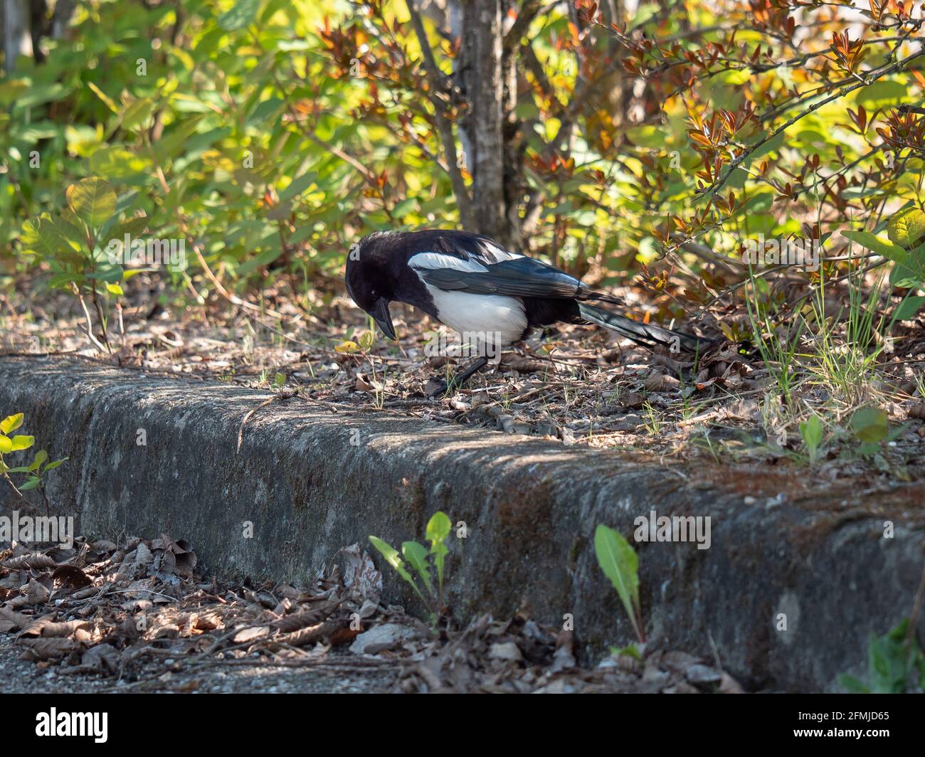 Magpie pica pica beak open hi-res stock photography and images - Alamy