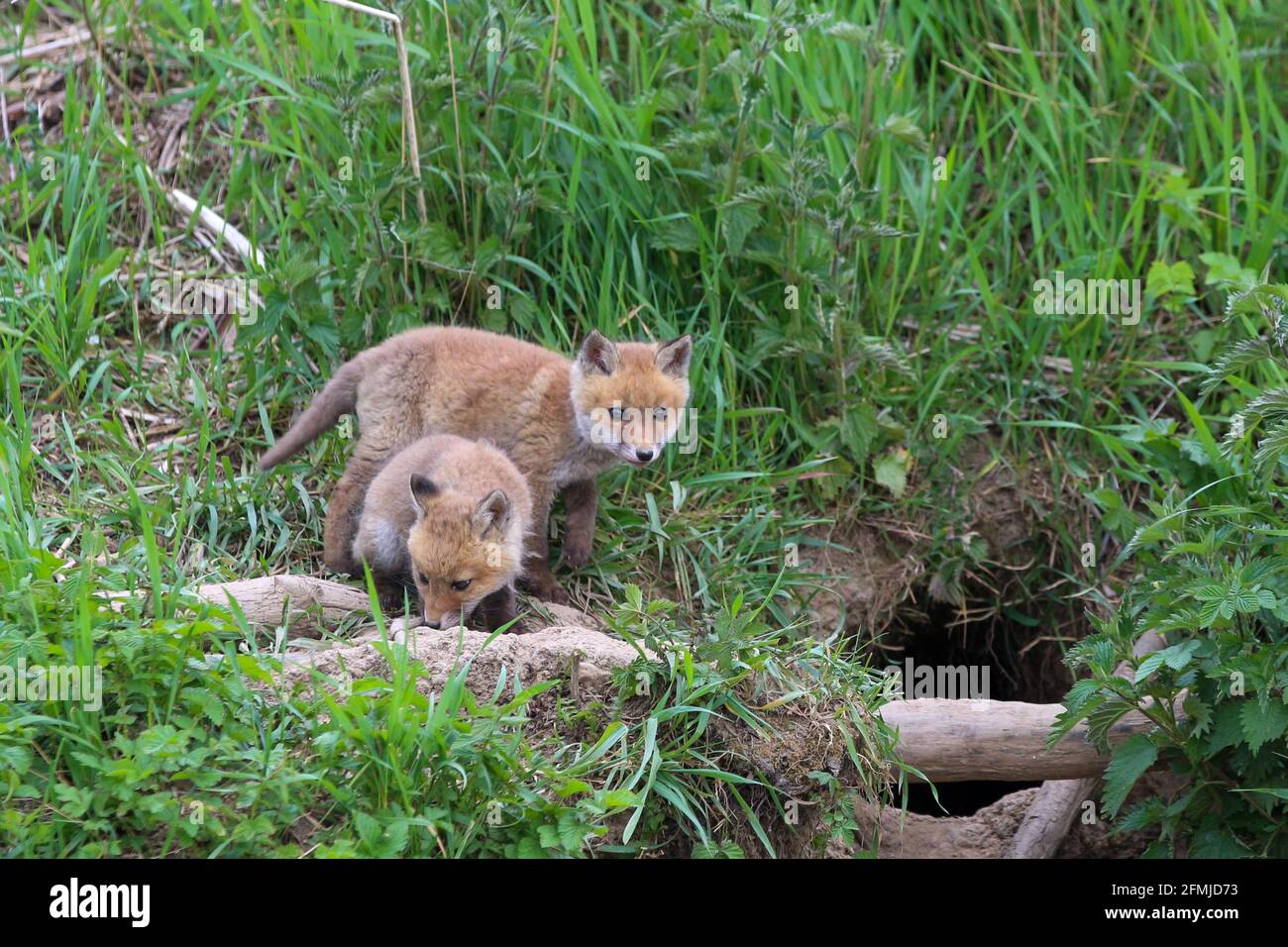 young fox (vulpes vulpes) of a few weeks old discovering the world and ...