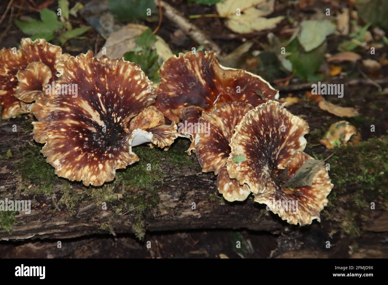 Meripilus giganteus is a polypore fungus in the family Meripilaceae in ...
