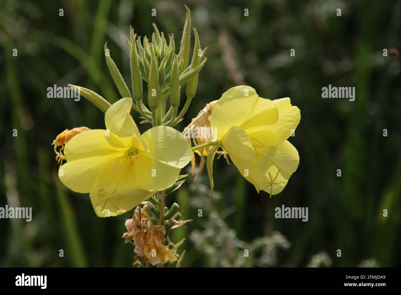 Yellow wild orchids in a field with natural flowers in the Netherlands ...