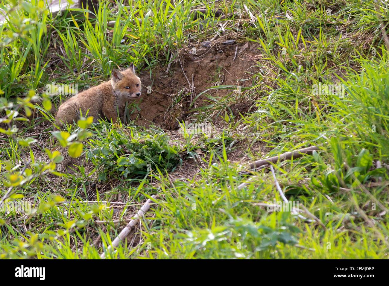 young fox (vulpes vulpes) of a few weeks old discovering the world and ...
