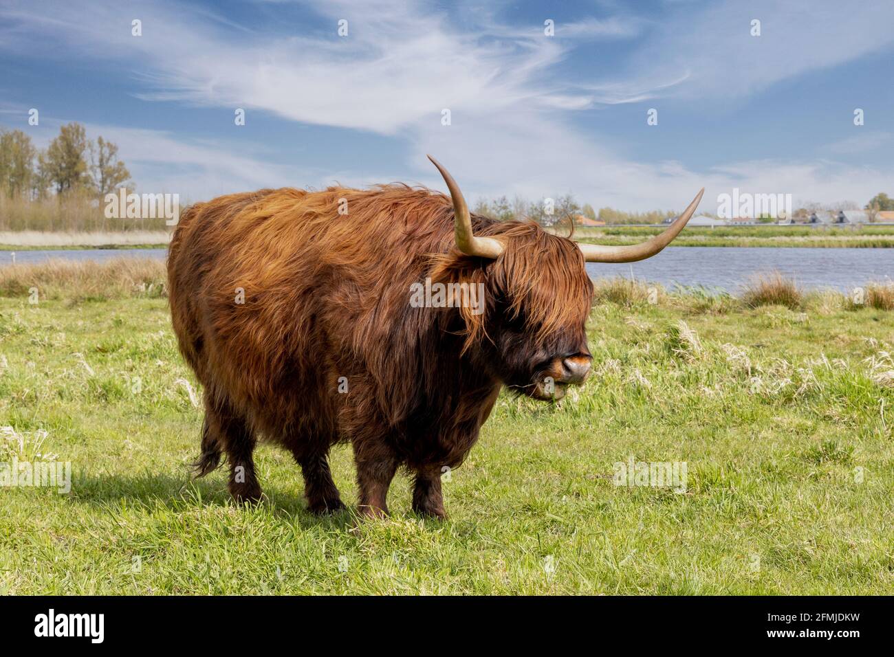 Highland Long Hair Cow On A Pasture Eating Grass Stock Photo - Alamy