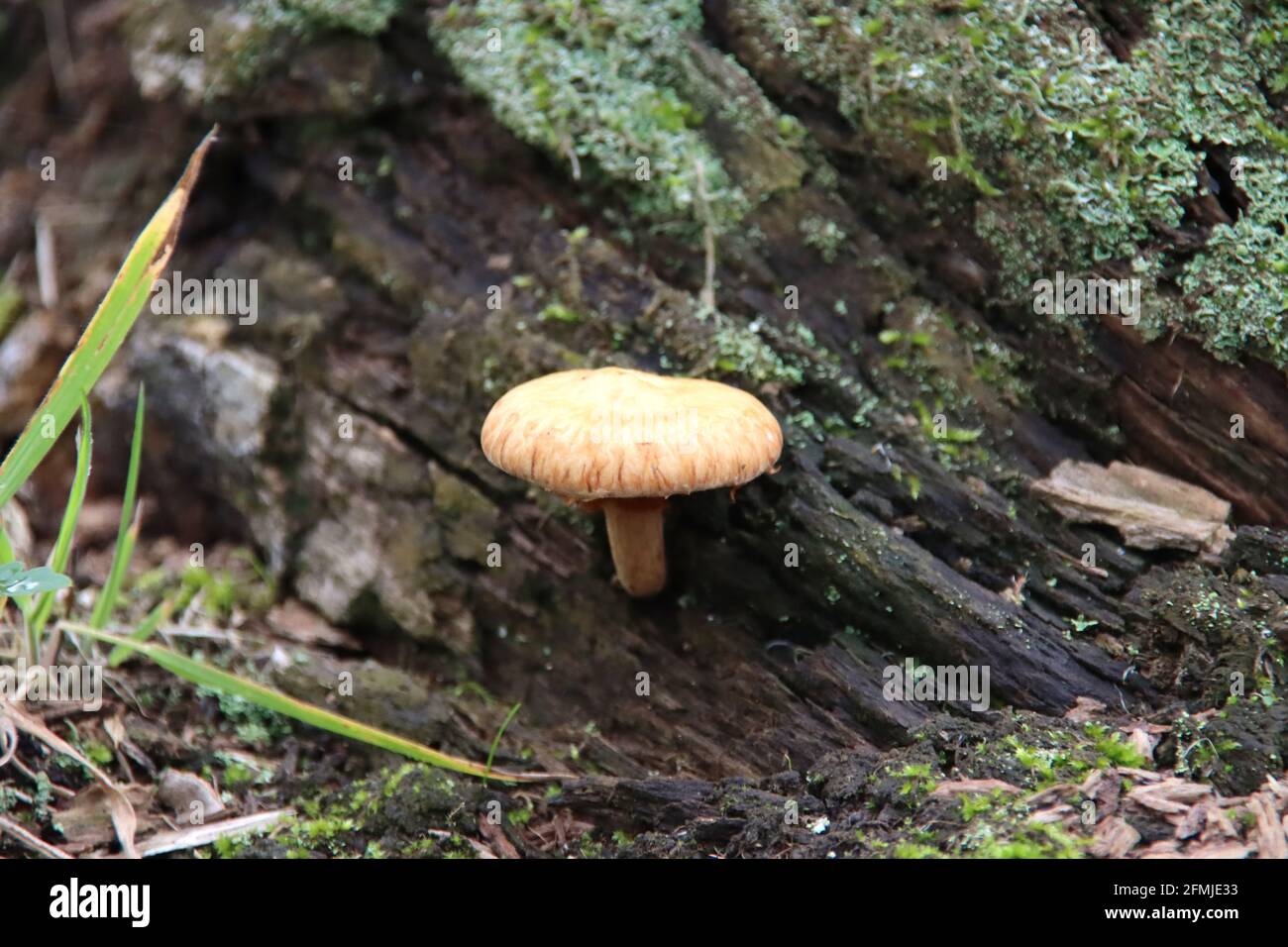 Diversity color mushroom cap hi-res stock photography and images - Alamy