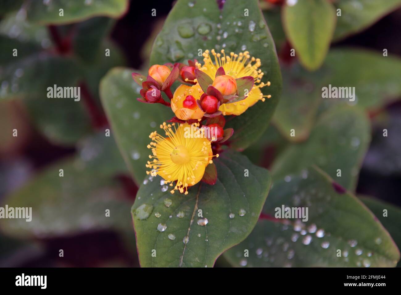 Red berries and yellow flowers of the Hypericum plant with rain drops ...