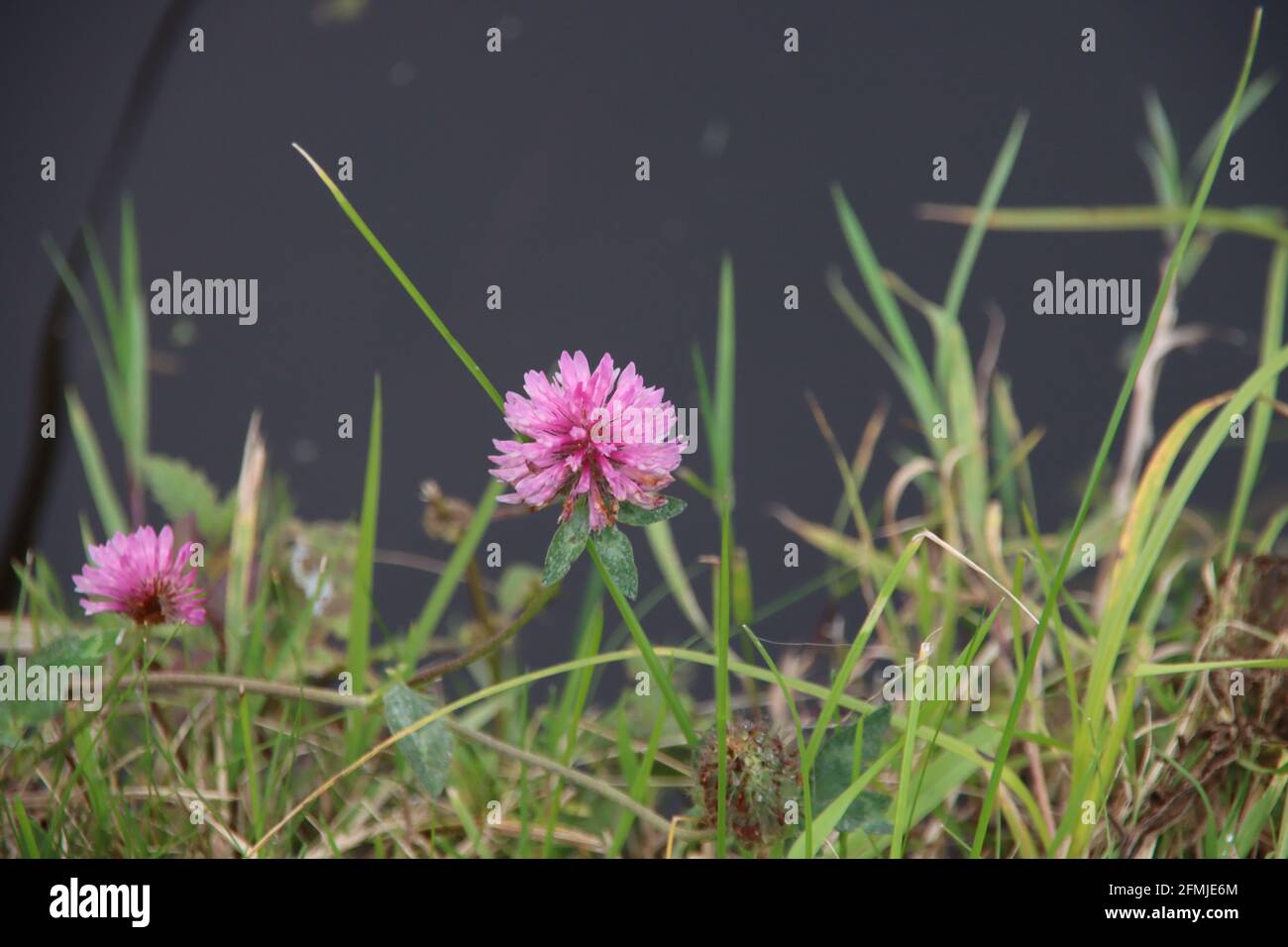 Trifolium pratense or red clover in a meadow, a weed which is used for ...