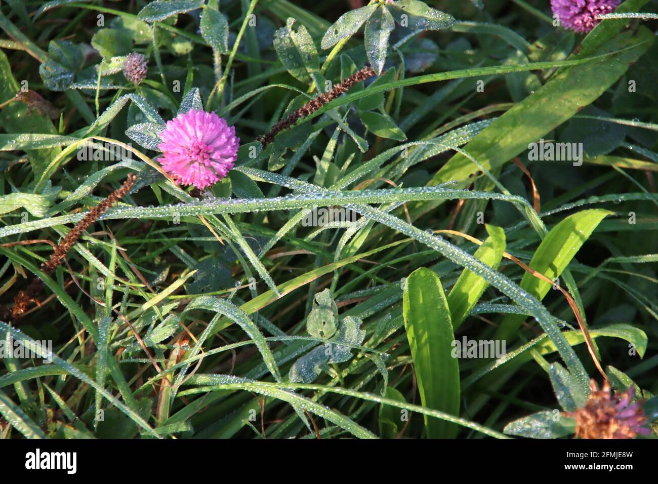 Trifolium pratense or red clover in a meadow, a weed which is used for ...