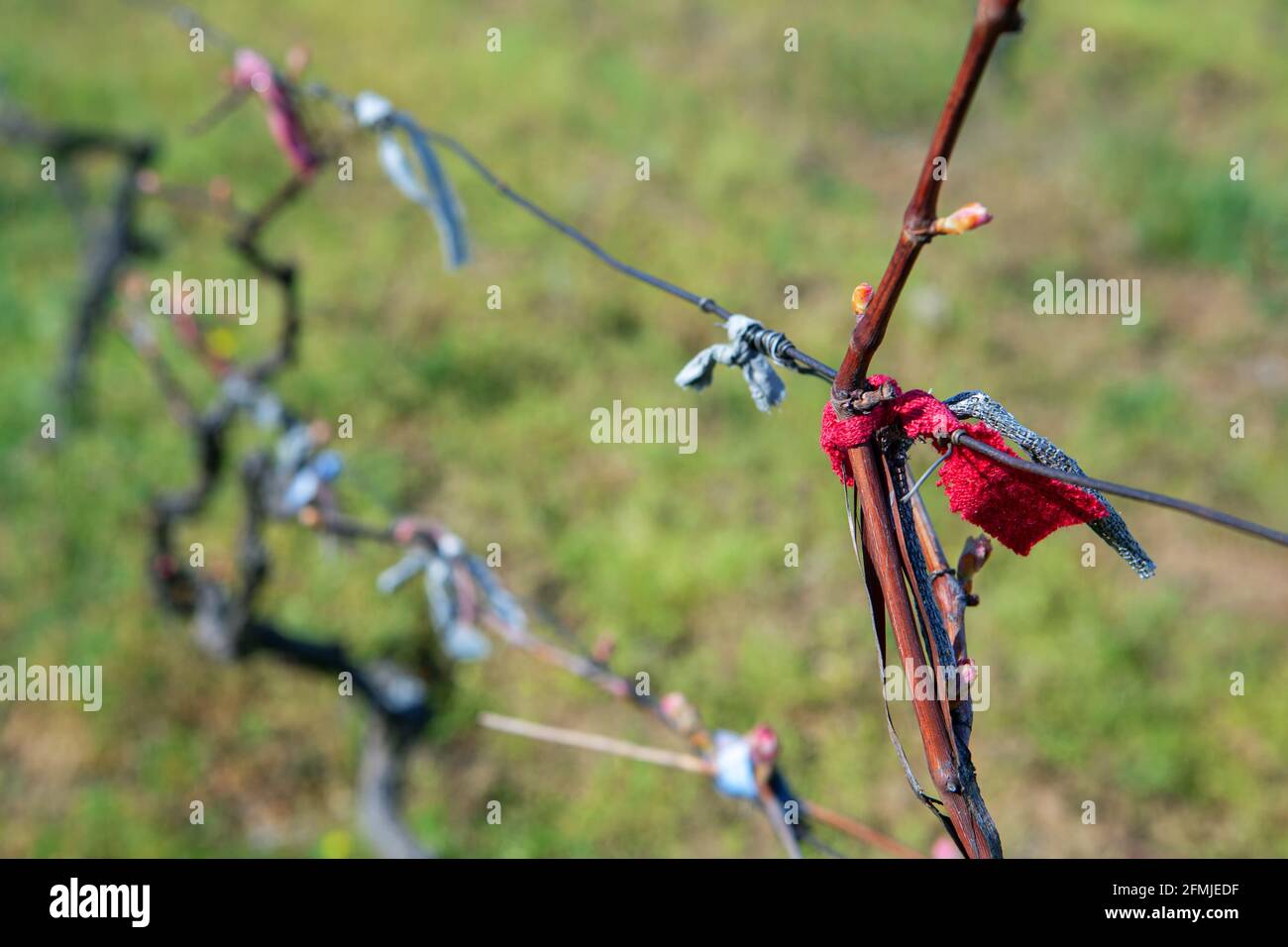 Binding the vines . Cabernet Sauvignon vines is bonded to the wire ...