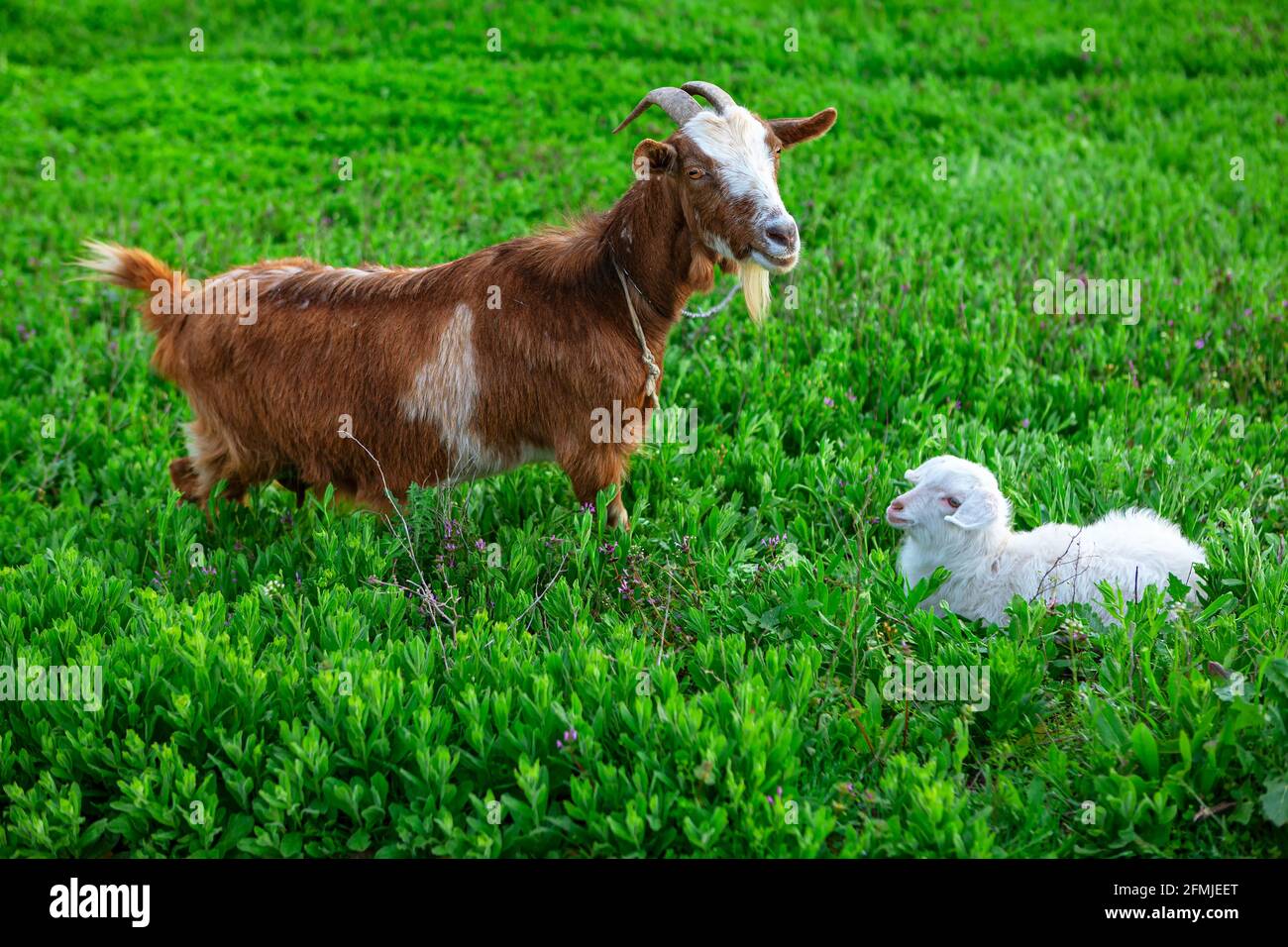 Goat with baby . Domestic animals mother and child . Livestock at the ...