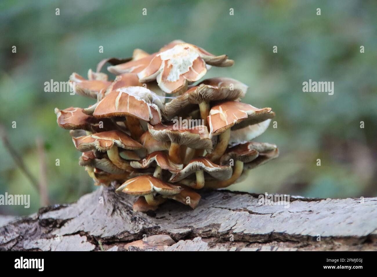 Meripilus giganteus is a polypore fungus in the family Meripilaceae in ...