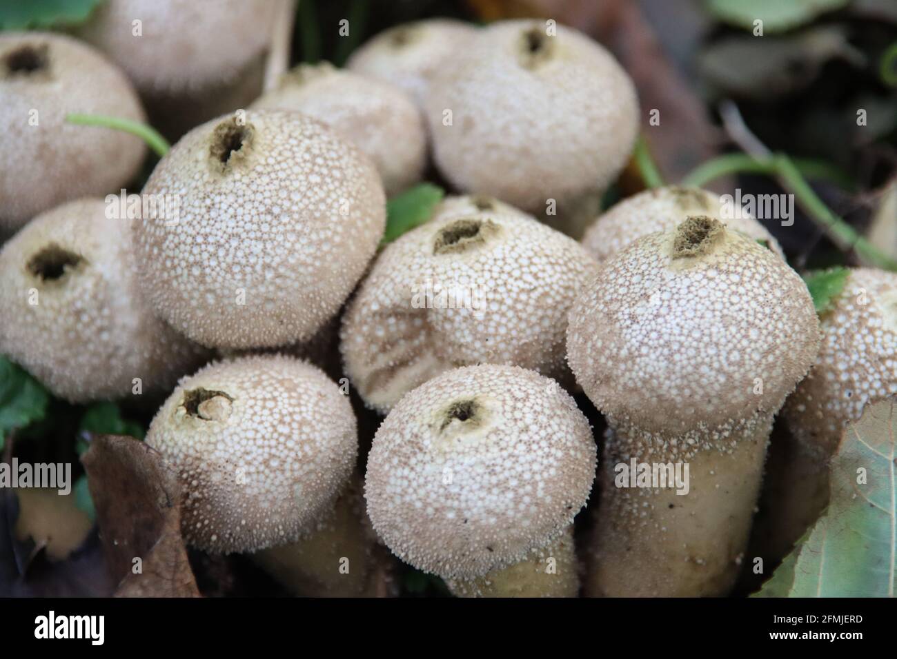 Devil snuff box hi-res stock photography and images - Alamy