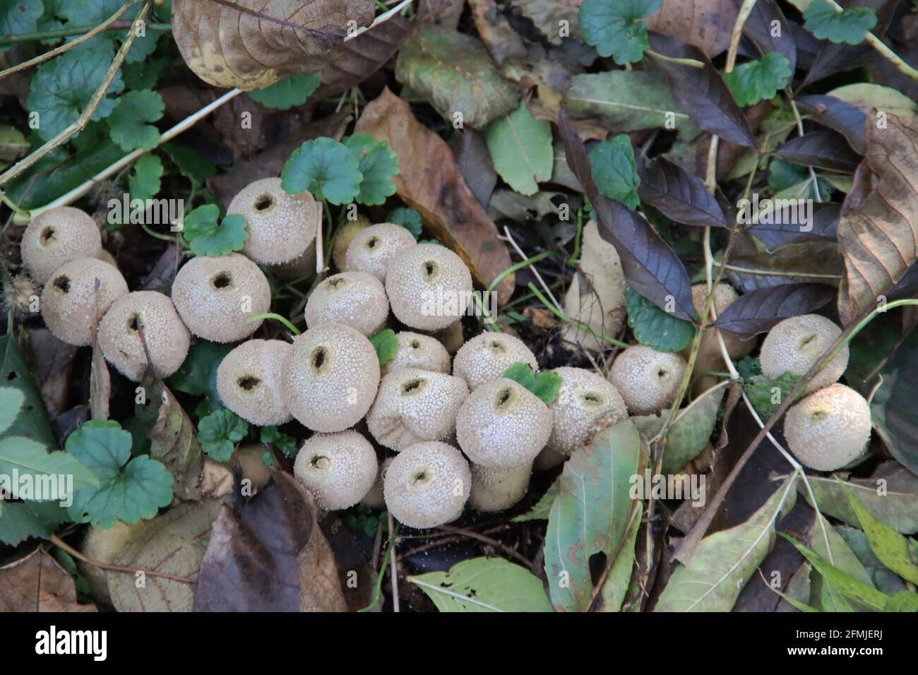 Devil snuff box hi-res stock photography and images - Alamy