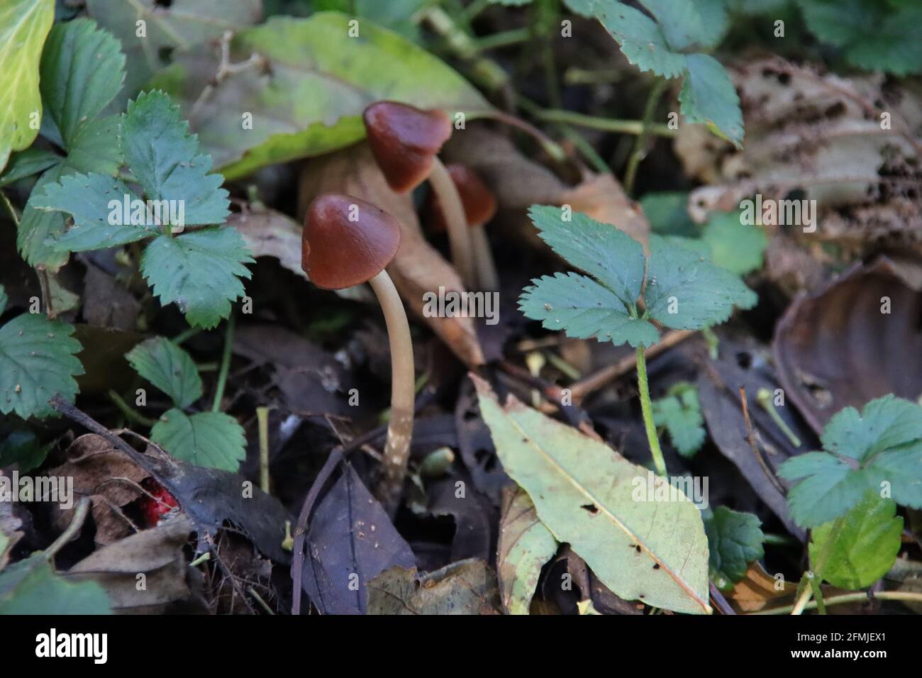 Diversity color mushroom cap hi-res stock photography and images - Alamy