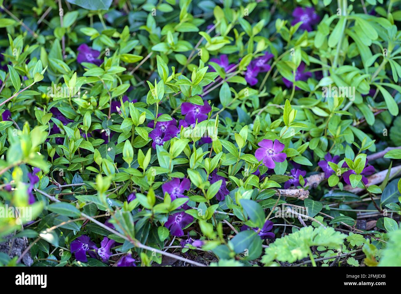 Beautiful closeup view of violet common periwinkle (Vinca Apocynaceae ...
