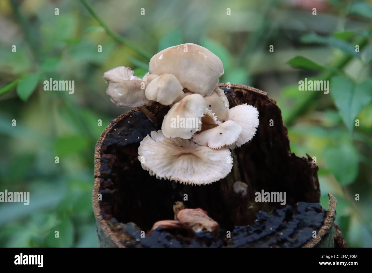 Diversity color mushroom cap hi-res stock photography and images - Alamy