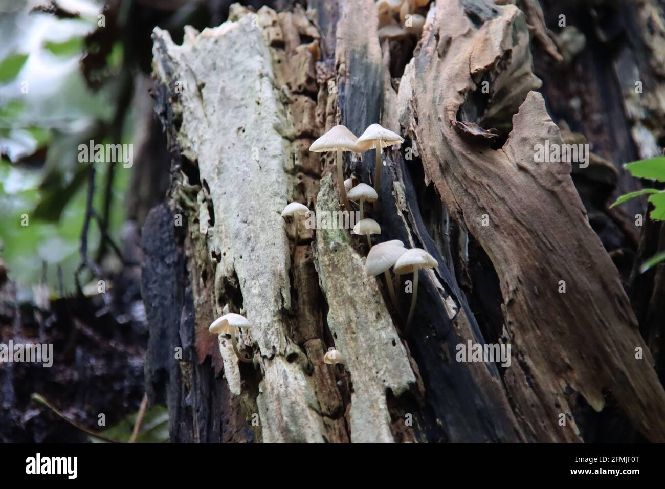 Pluteus romellii or Goldleaf Shield mushroom in a botanic garden in ...